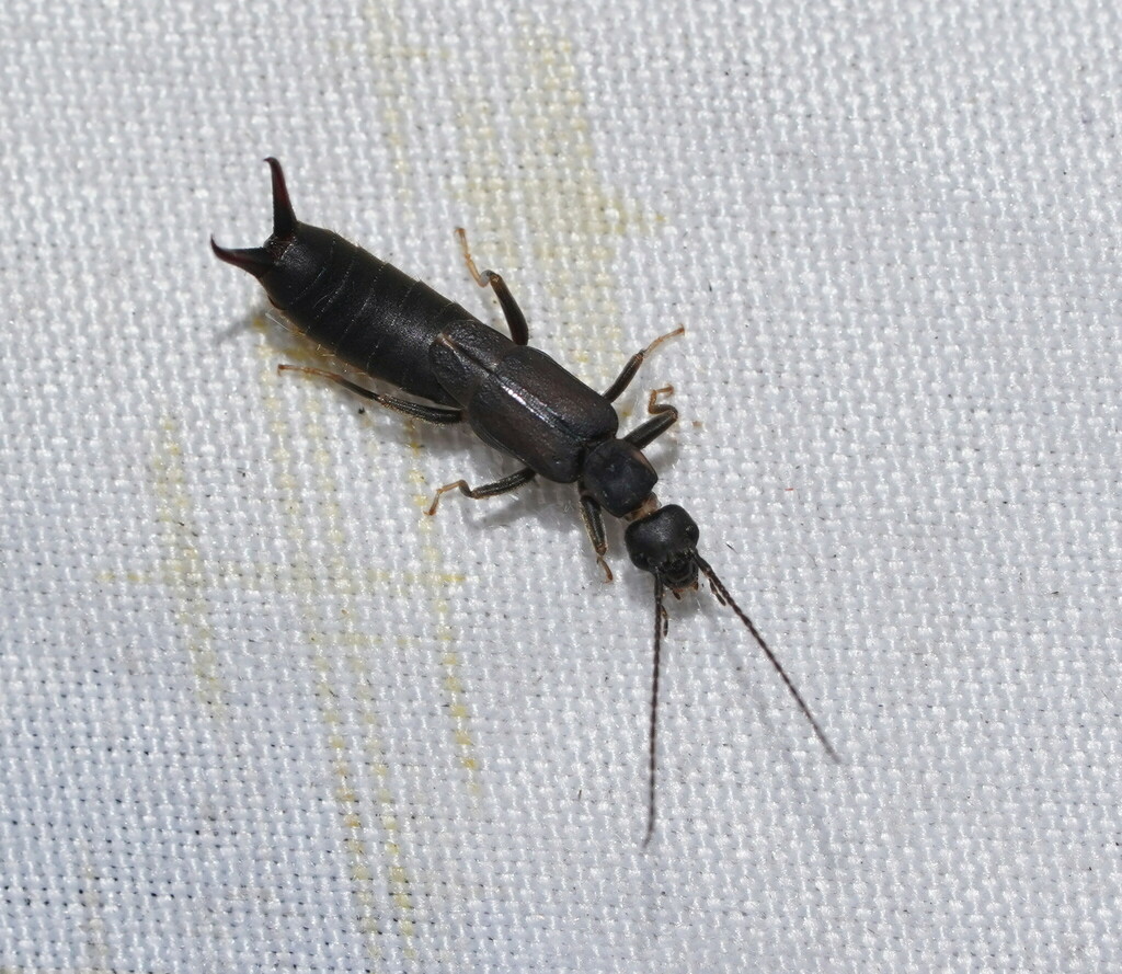 Black Bush Earwig from Toolangi VIC 3777, Australia on March 9, 2024 at ...