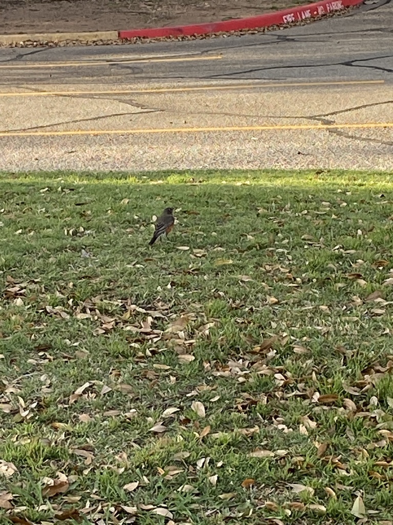 American Robin from Baylor University, Waco, TX, US on March 10, 2024 ...
