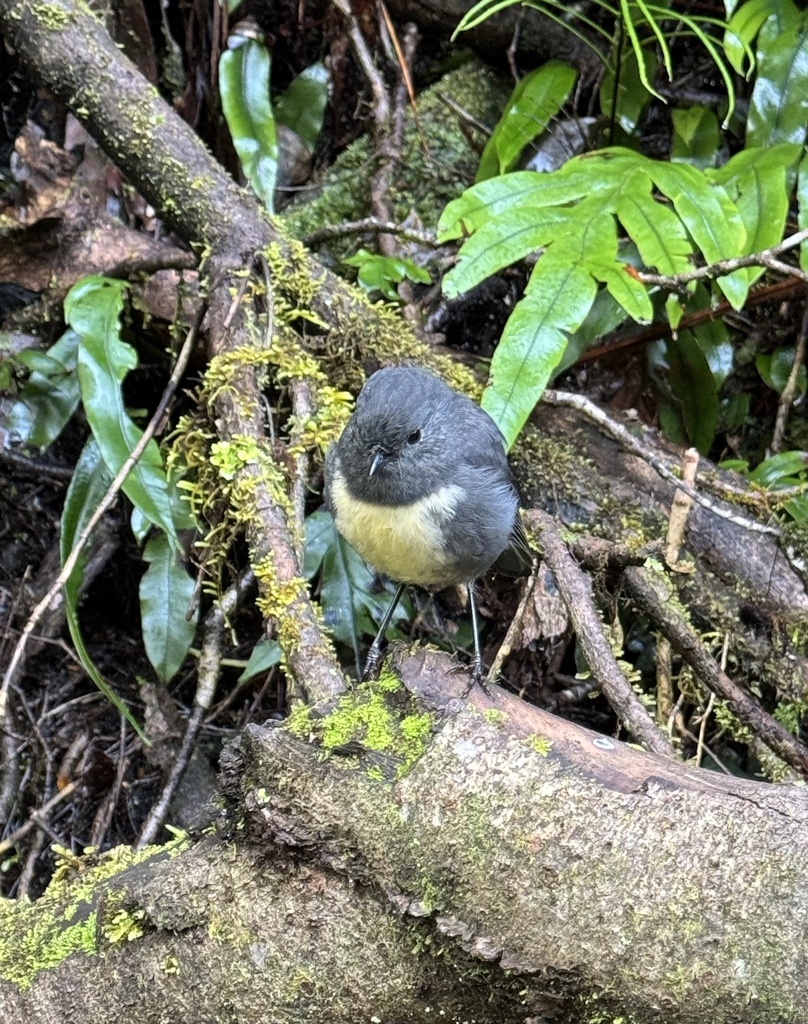 South Island Robin from Fiordland National Park, Fiordland National ...