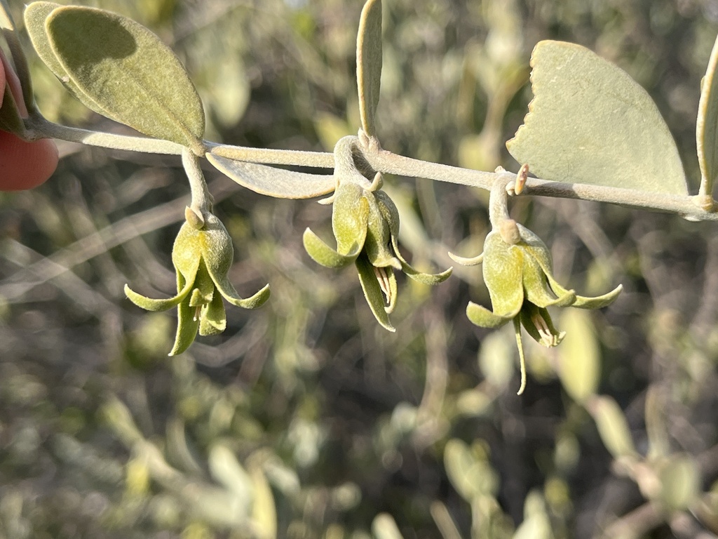 jojoba from Yuma, AZ, US on March 10, 2024 at 05:27 PM by Jill DeVito ...