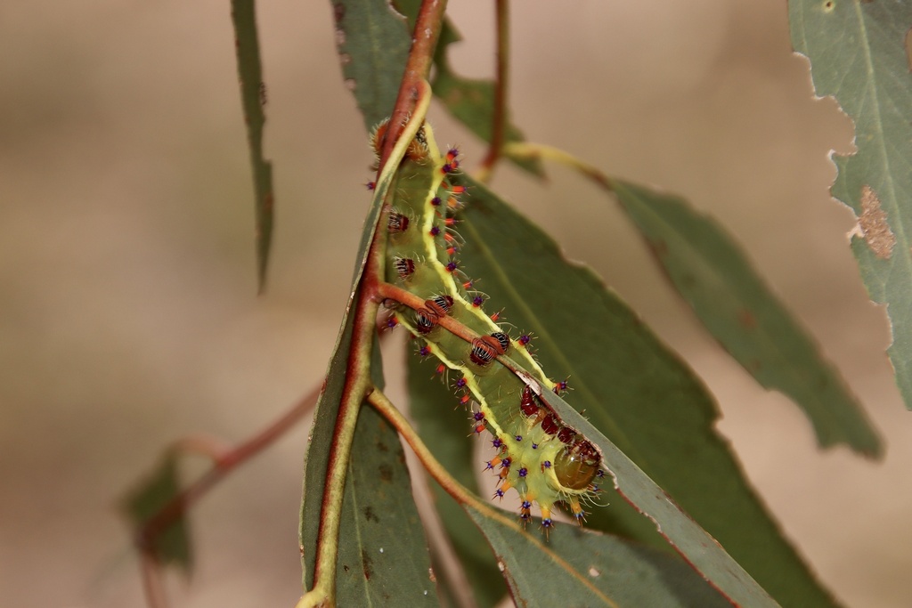Emperor Gum Moth from Long Forest VIC 3340, Australia on March 3, 2024 ...