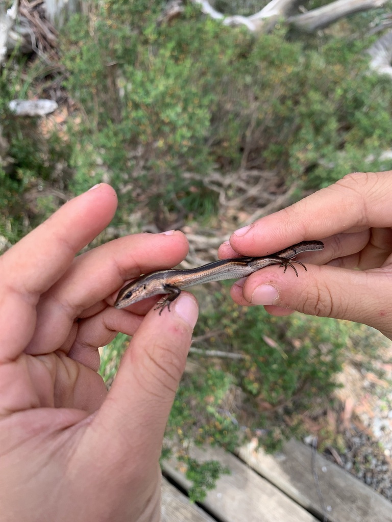 Alpine Bog Skink from Pole Line 6 Trl, Mount Buller, VIC, AU on March ...