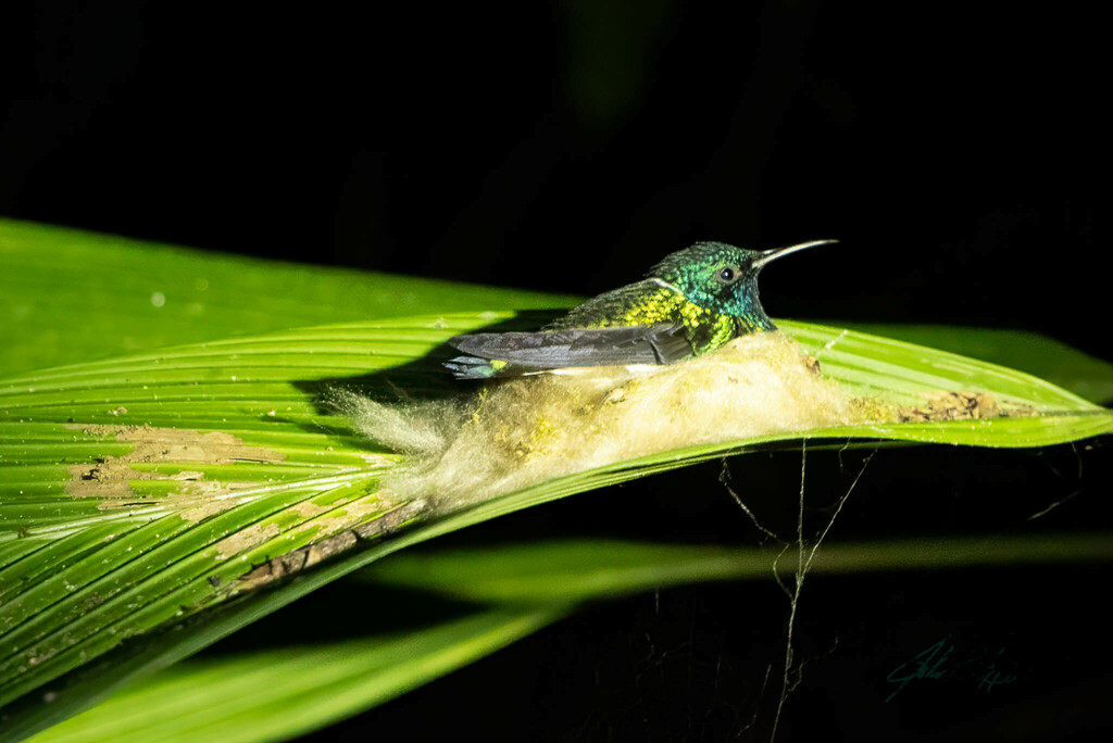 Costa Rican Lesser Violetear from Provincia de Puntarenas, Puerto ...