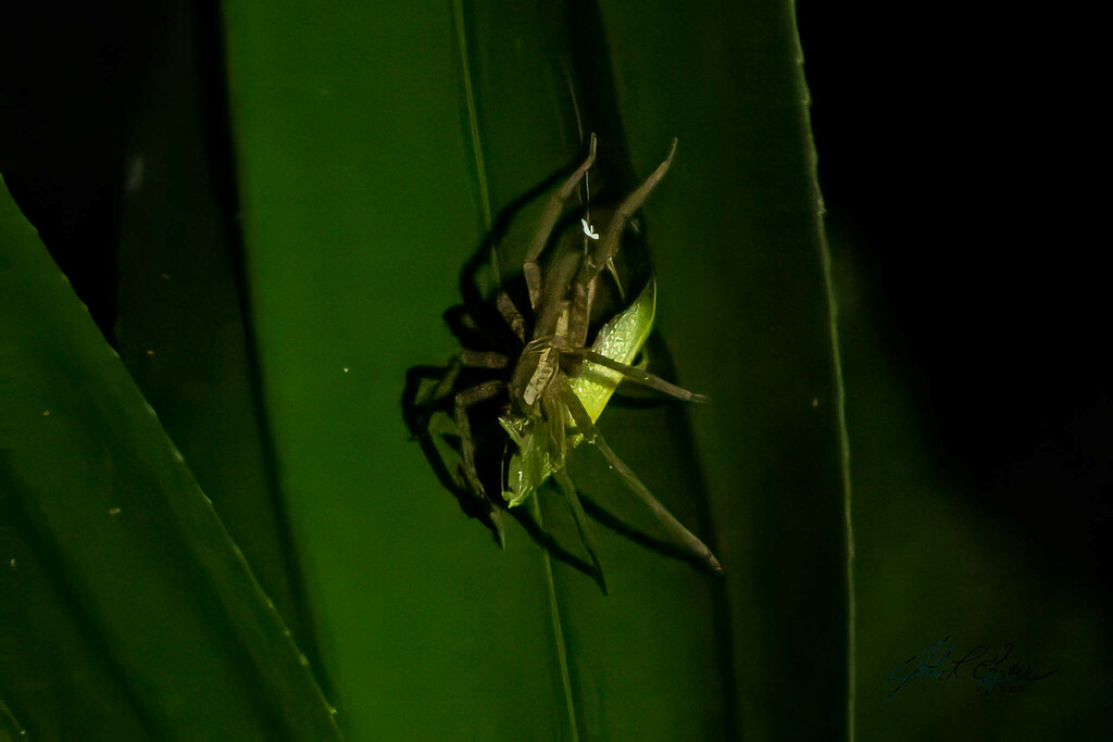 Bromeliad Spiders from Provincia de Puntarenas, Puerto Jiménez, Costa ...