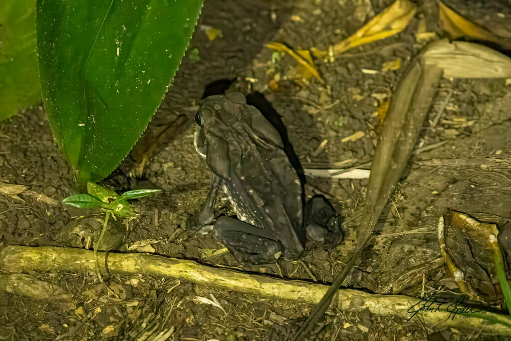 Giant Toad from Provincia de Puntarenas, Puerto Jiménez, Costa Rica on ...