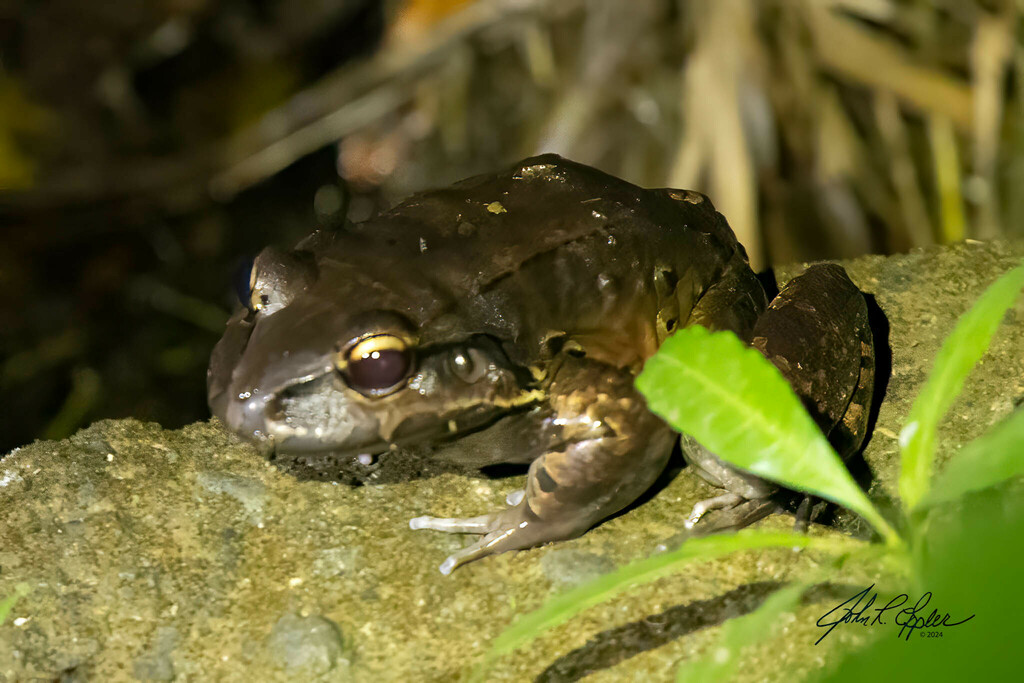 Savage's Thin-toed Frog from Provincia de Puntarenas, Puerto Jiménez ...