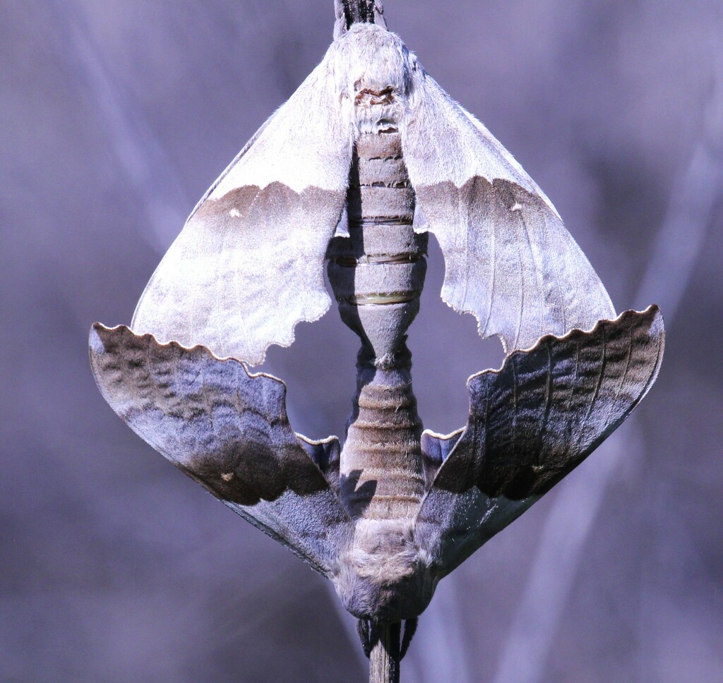 Modest Sphinx from Trinity River Audubon Center, 6500 S Great Trinity ...