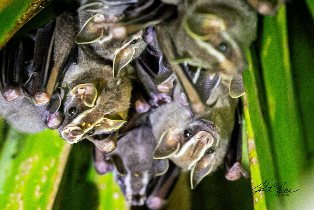 Tent-making Bat from Provincia de Puntarenas, Puerto Jiménez, Costa ...