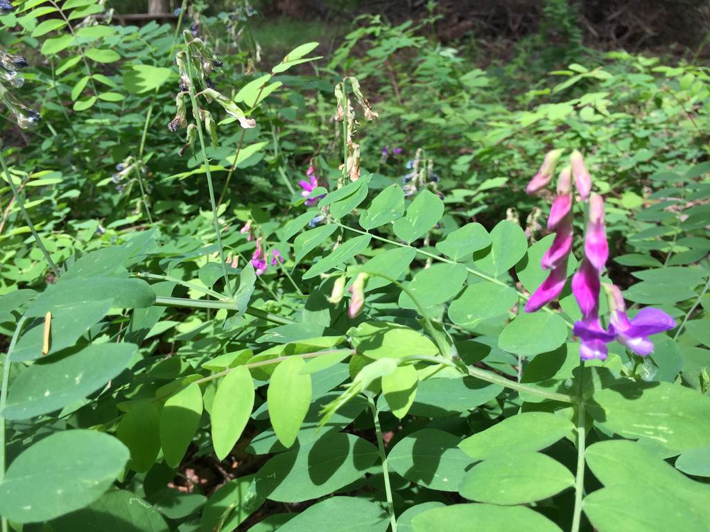 Leafy Pea (Lathyrus polyphyllus) - Botanical Realm