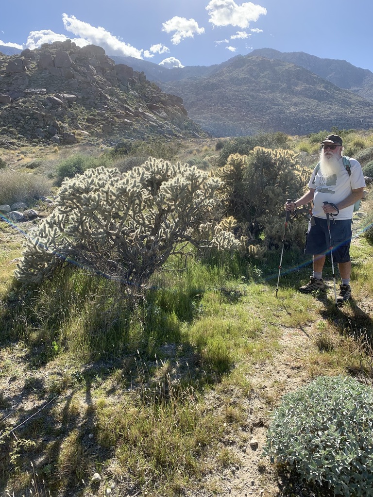 Silver Cholla from Palm Springs, CA, USA on March 8, 2024 at 02:32 PM ...
