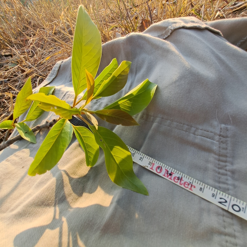 laurels from Cd Bolívar, Antioquia, Colombia on March 7, 2024 at 05:26 ...