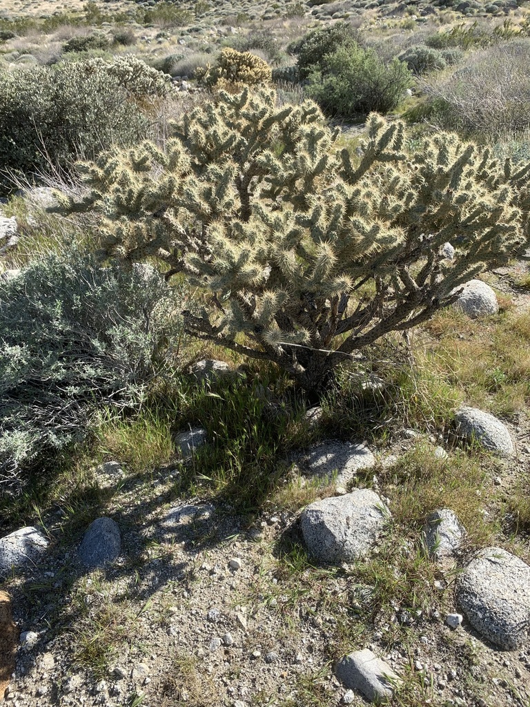 Silver Cholla from Palm Springs, CA, USA on March 8, 2024 at 02:34 PM ...