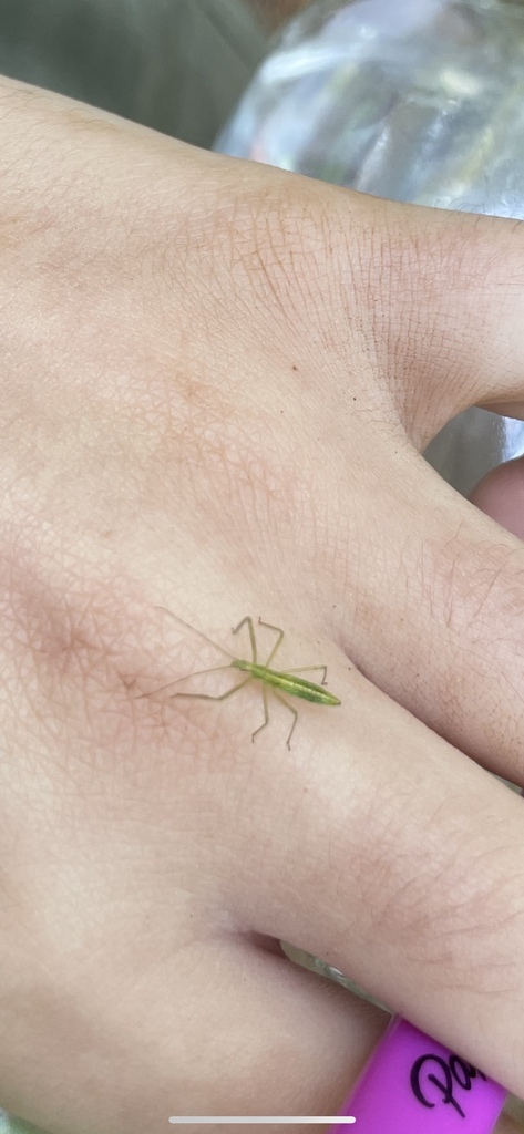 Pale Green Assassin Bug from Bagley Ski Trail West Loop, Duluth, MN, US ...