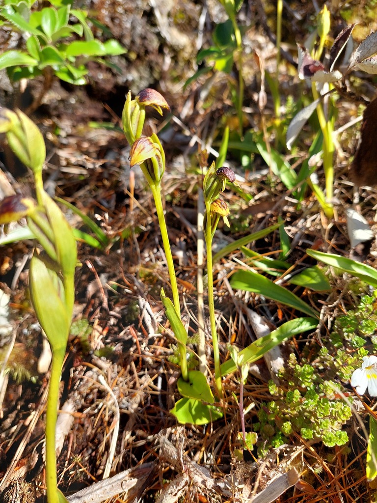 Horizontal Orchid in March 2024 by hamfoxy · iNaturalist