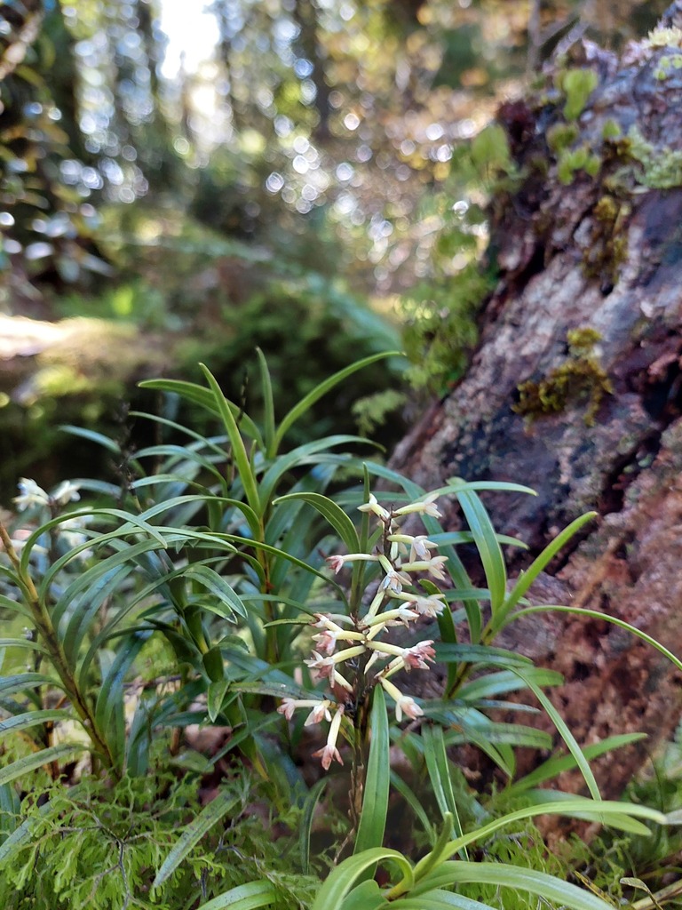 Easter Orchid in March 2024 by hamfoxy · iNaturalist