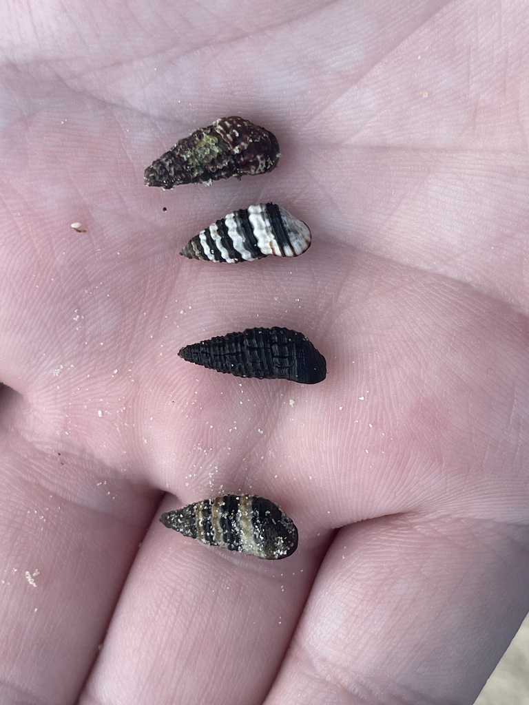 West Indian False Cerith from North Atlantic Ocean, Tavernier, FL, US ...