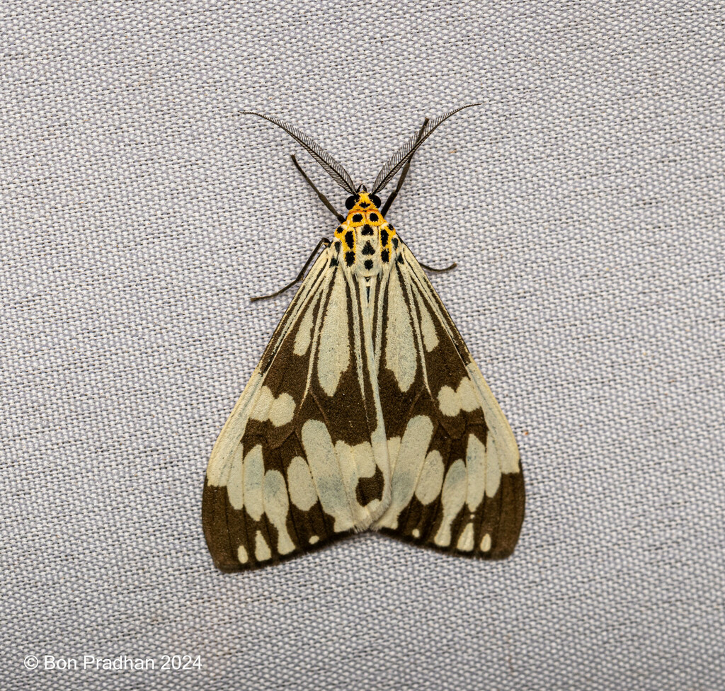 Marbled White Moth from Takdah, West Bengal, India on March 8, 2024 at ...