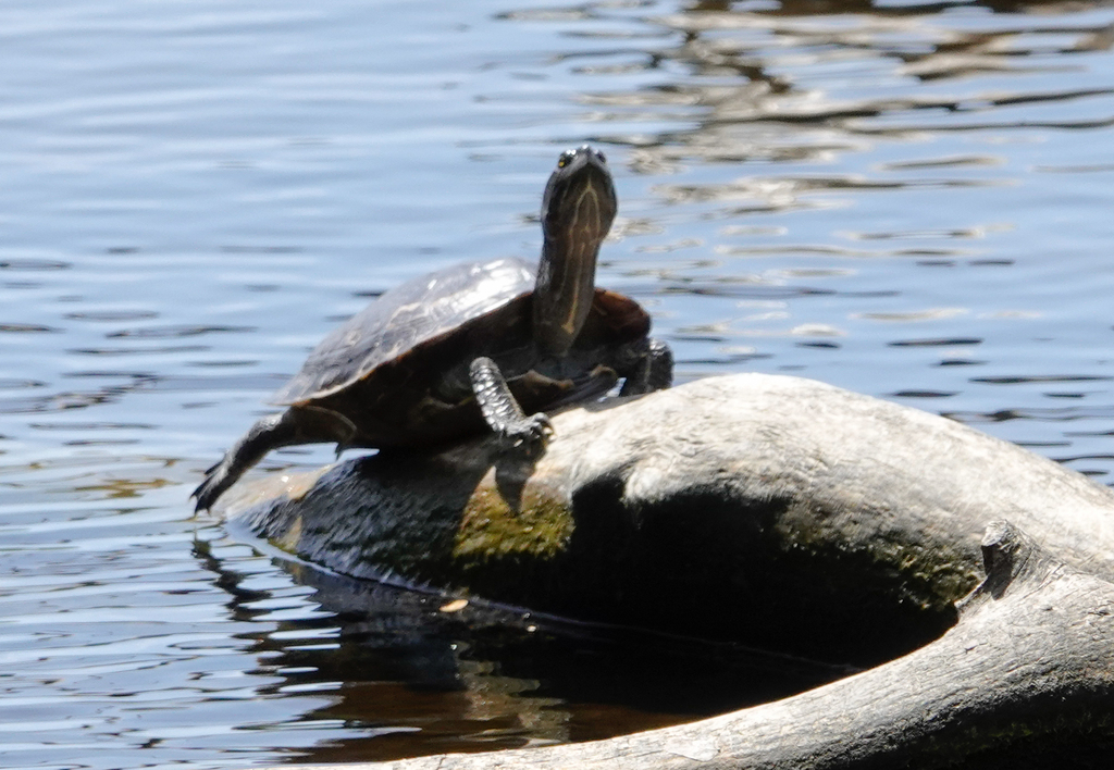 Puerto Rican Slider in March 2024 by Paul Prior · iNaturalist