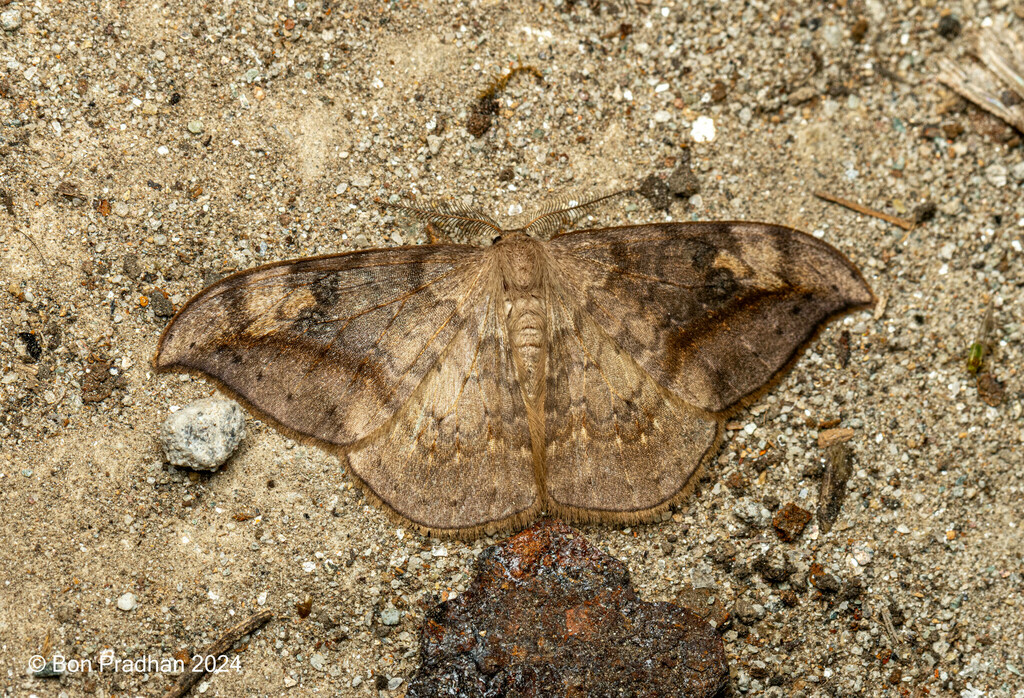 Drepana dispilata from Takdah, West Bengal, India on March 8, 2024 at ...
