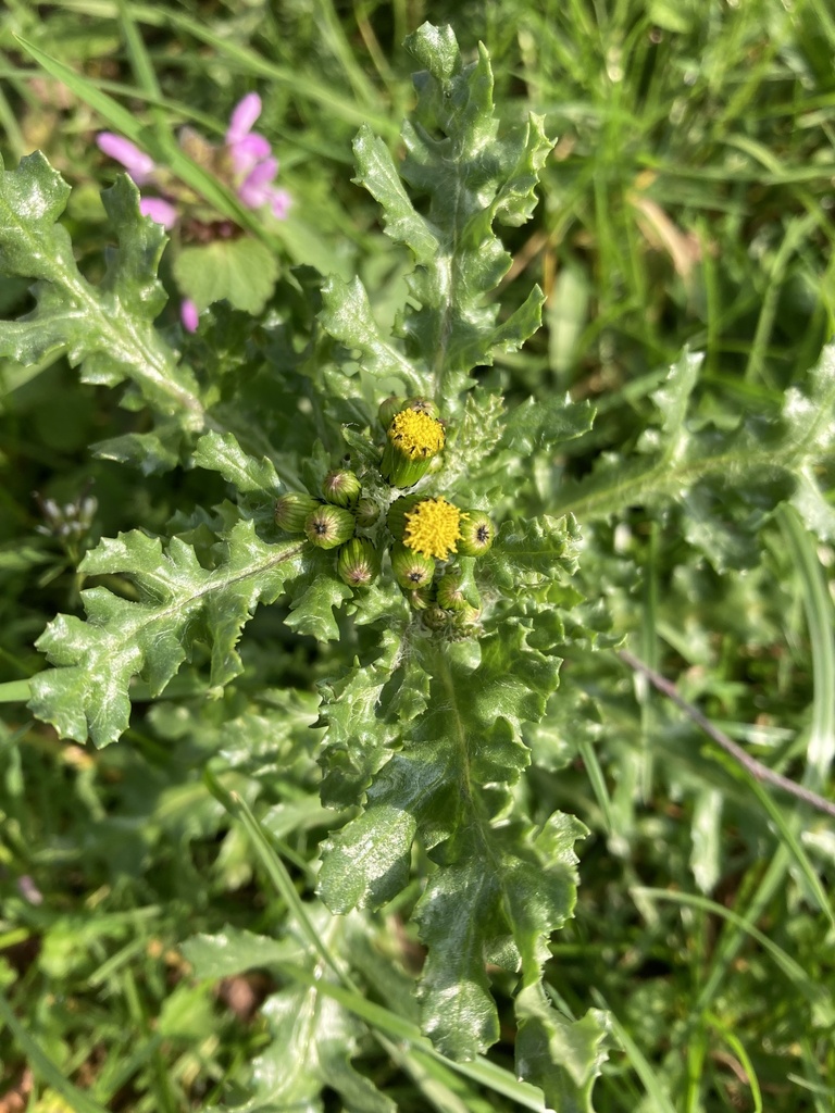 common groundsel from Garland Close, Hemel Hempstead, England, GB on ...