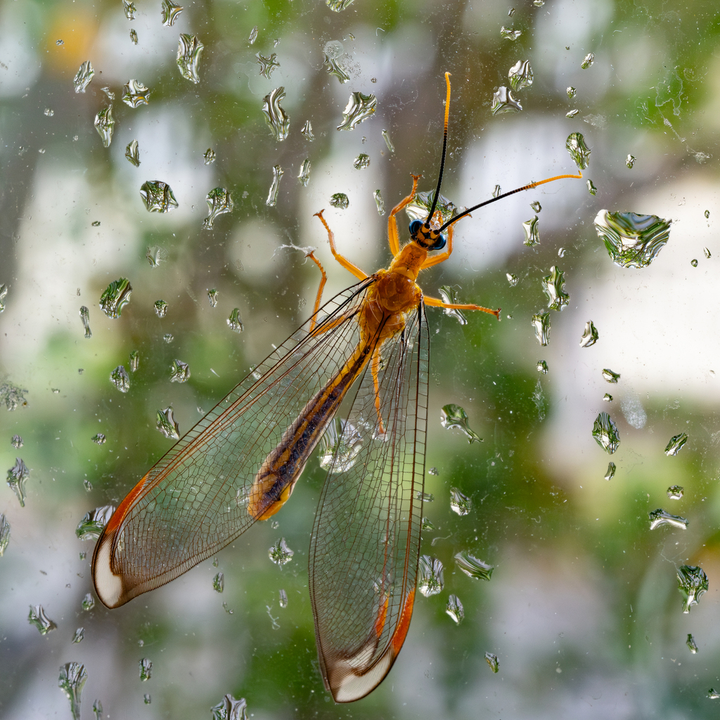 Blue Eyes Lacewing from Brisbane QLD, Australia on March 11, 2024 at 11 ...