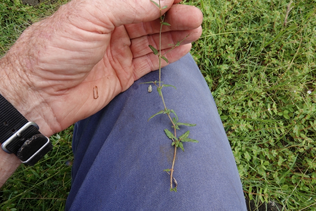 Spiderlings from Townson QLD 4341, Australia on February 8, 2024 at 01: ...