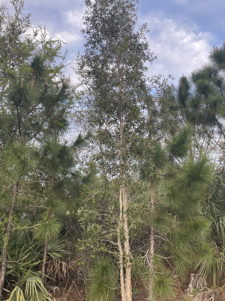Broad-leaved paperbark from Cogan Dr SE, Palm Bay, FL, US on March 10 ...