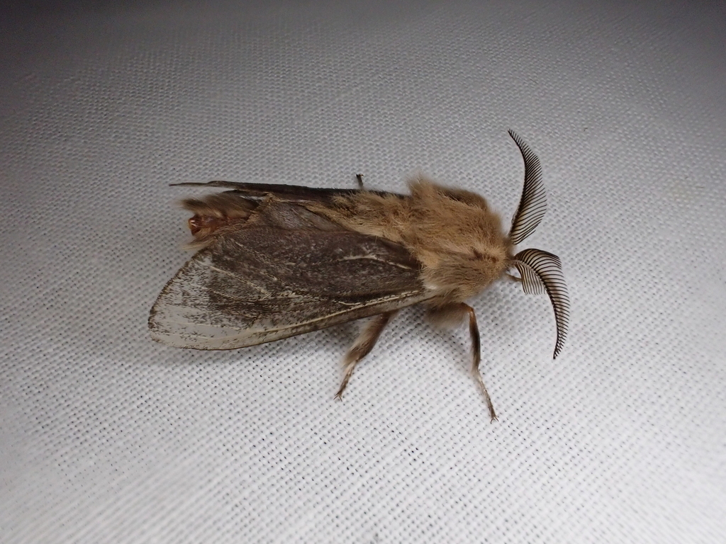 Case Moths in March 2024 by Mark Hura · iNaturalist