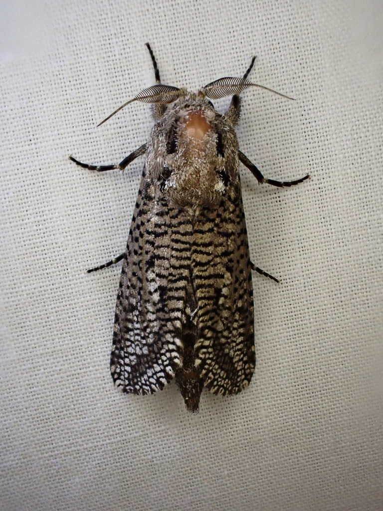 Carpenter and Leopard Moths in March 2024 by Mark Hura · iNaturalist