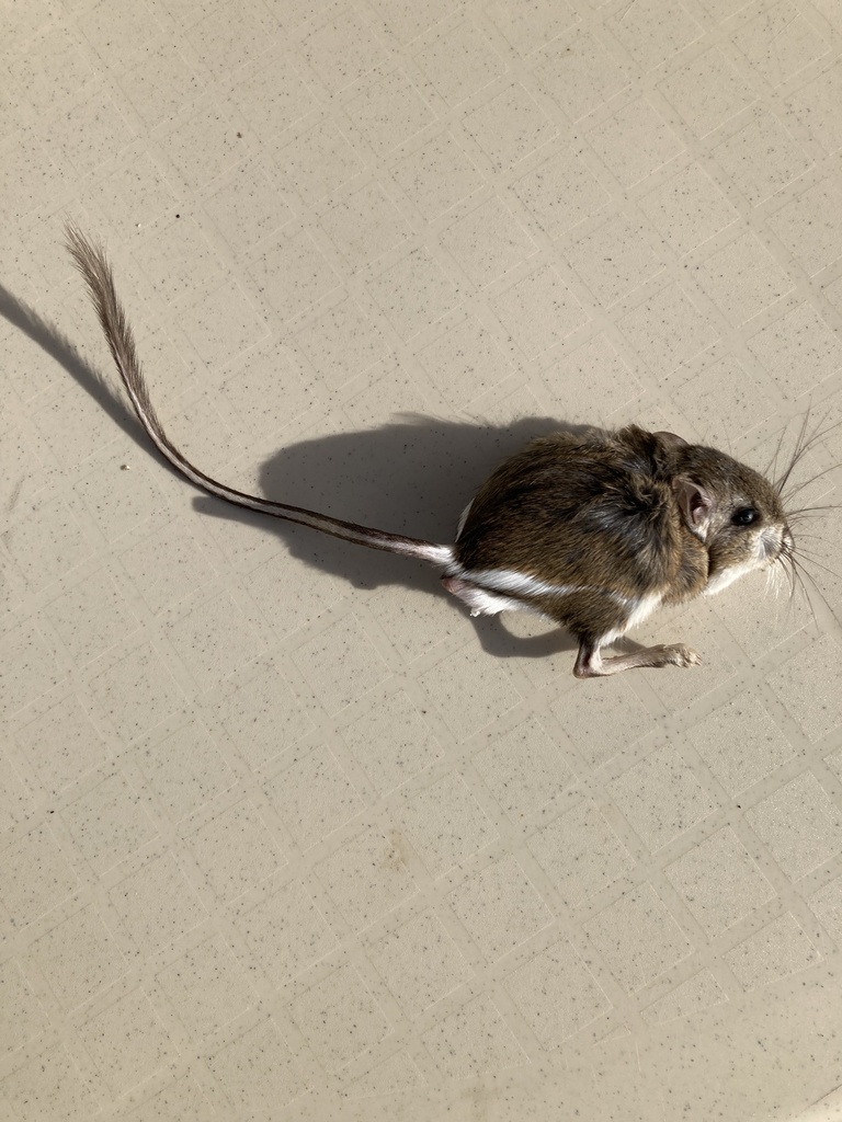 Stephens's Kangaroo Rat in March 2024 by dpilien1 · iNaturalist