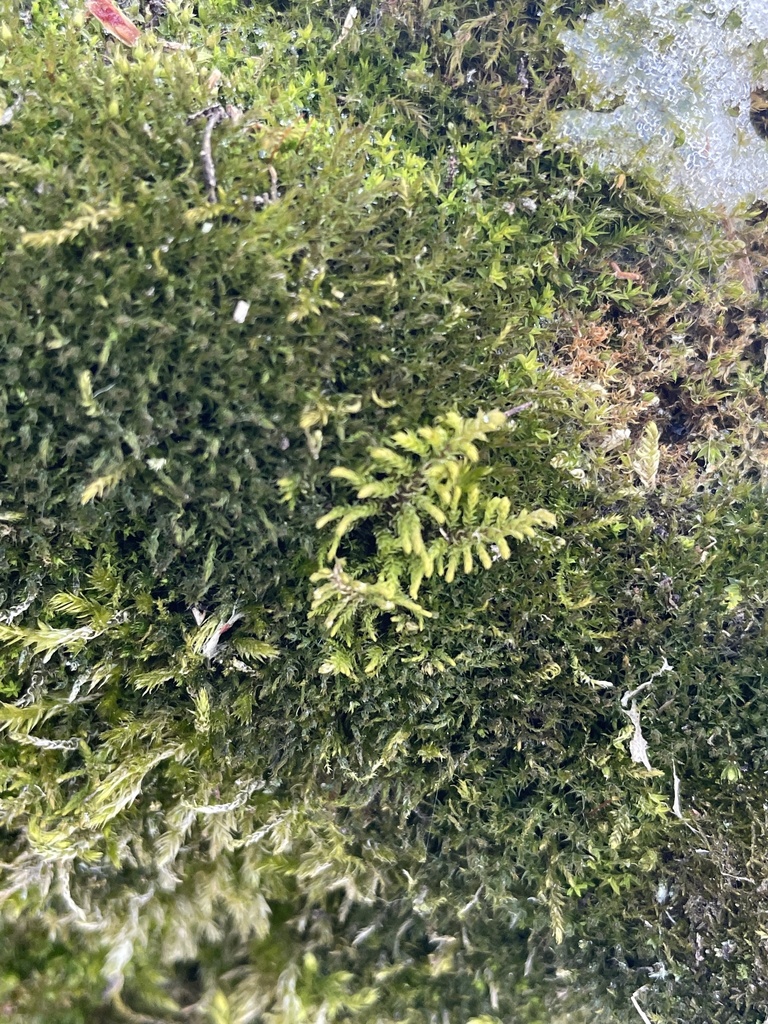 Fir Tamarisk-moss from Carburn Park, Calgary, AB, CA on March 10, 2024 ...