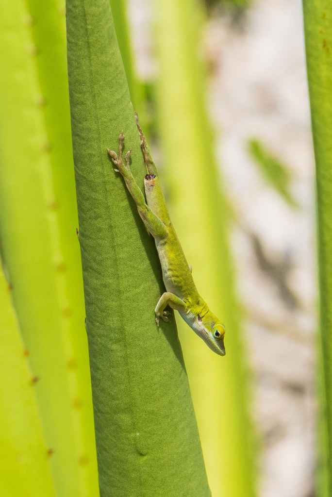 Allison's Anole from Moron, Cuba on April 22, 2022 at 03:49 PM by Jakob ...