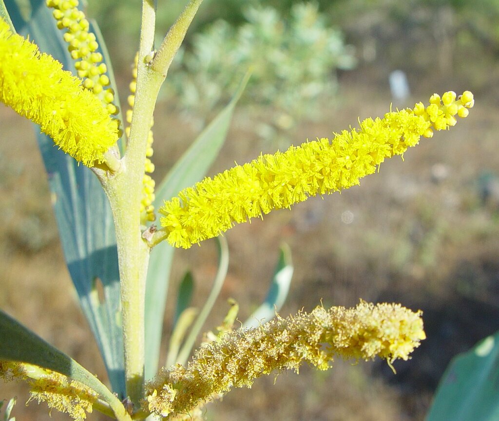 Acacia colei colei from Broome WA, Australia on September 01, 2004 by ...