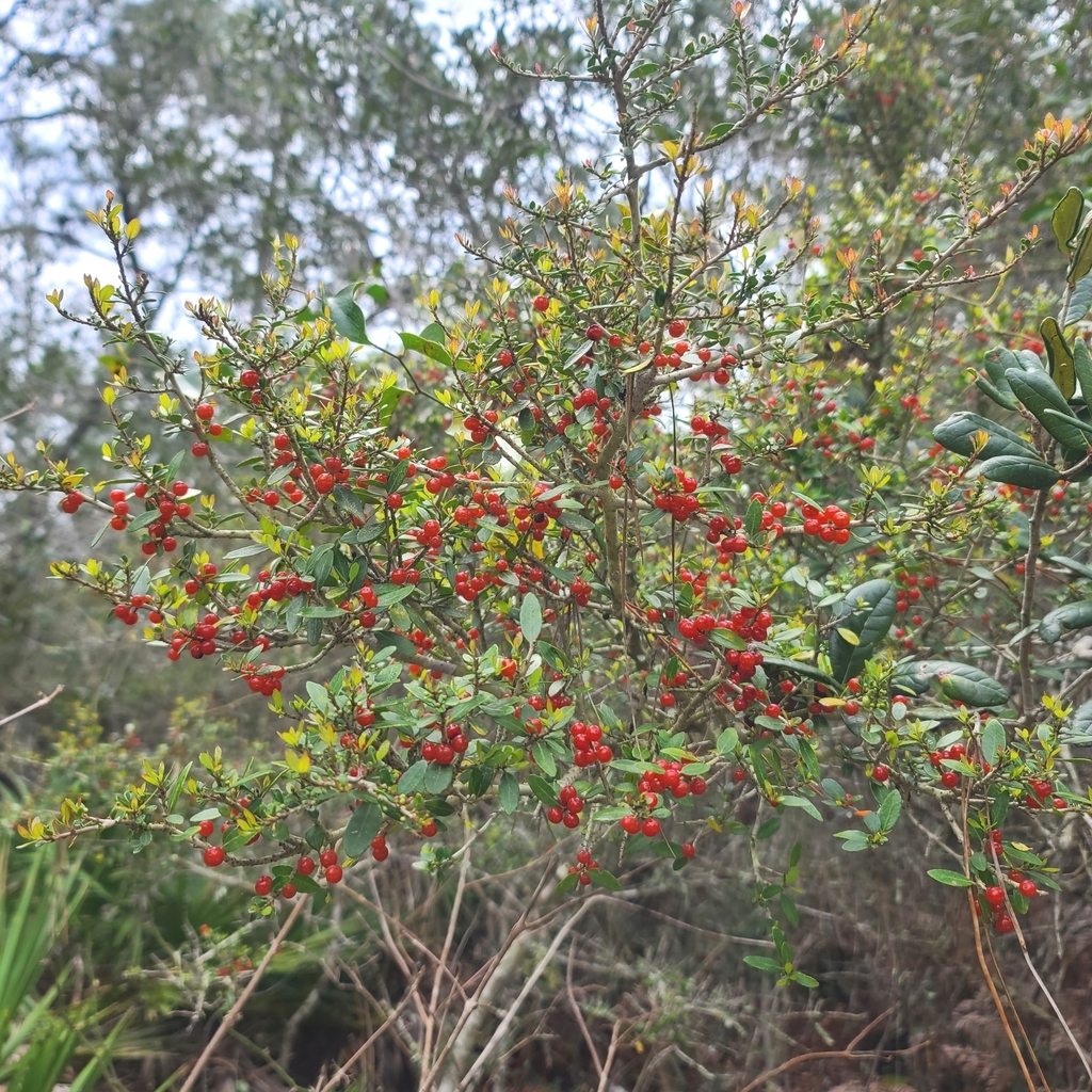 Yaupon Holly from Jeff Friend Trail, Bon Secour National Wildlife ...
