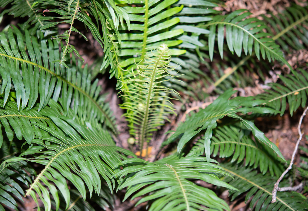 Fishbone water-fern from Strahan TAS 7468, Australia on January 5, 2024 ...
