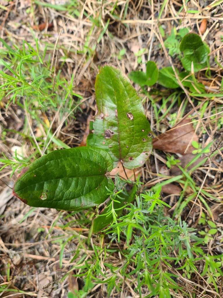 sarsaparilla vine from Jeff Friend Trail, Bon Secour National Wildlife ...