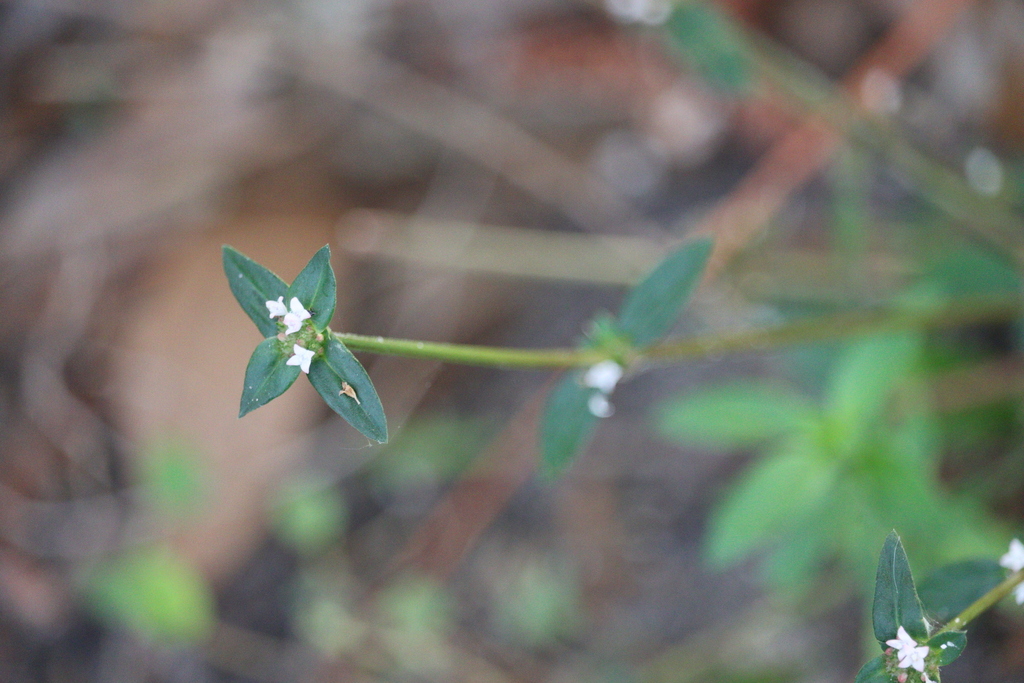 Woodland false buttonweed from Polk County, FL, USA on March 10, 2024 ...