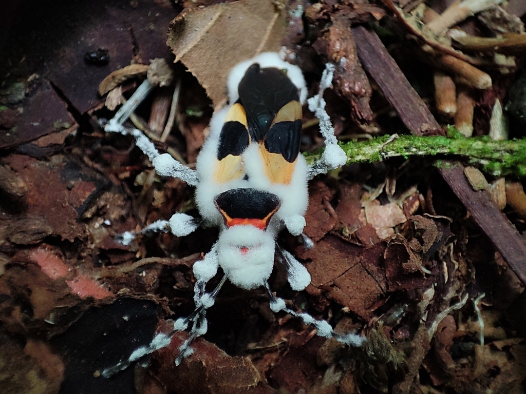 Cotton Stainer Bugs from Orosi, Provincia de Cartago, Paraíso, Costa ...