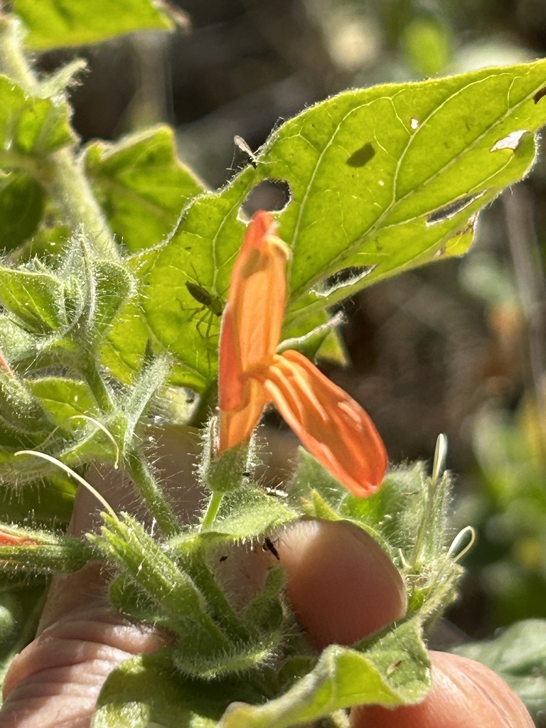 Purpus' Hummingbird Flower from La Paz, BCS, Mexico on March 8, 2024 at ...