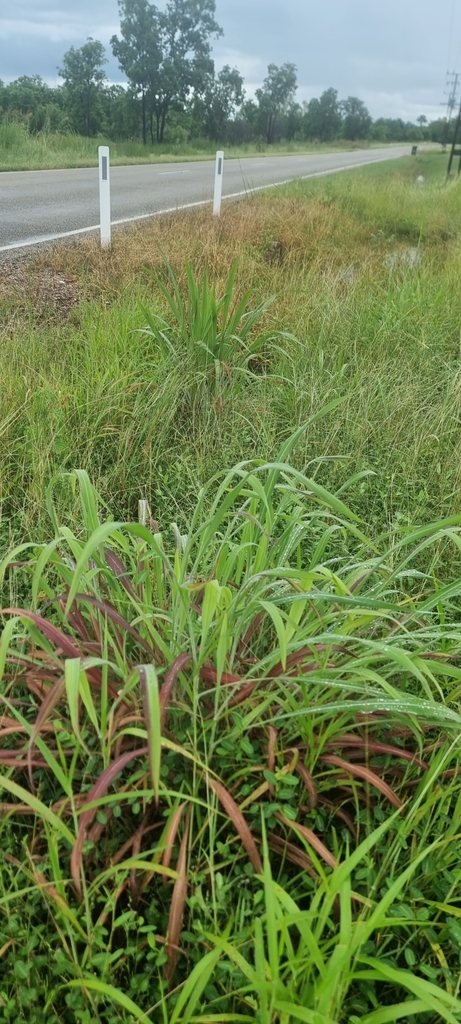 Gamba Grass from Lansdowne NT 0850, Australia on March 6, 2024 at 04:41 ...