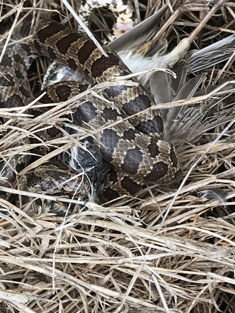 Prairie Kingsnake from 3940 N Elm St, Denton, TX, US on April 24, 2019 ...