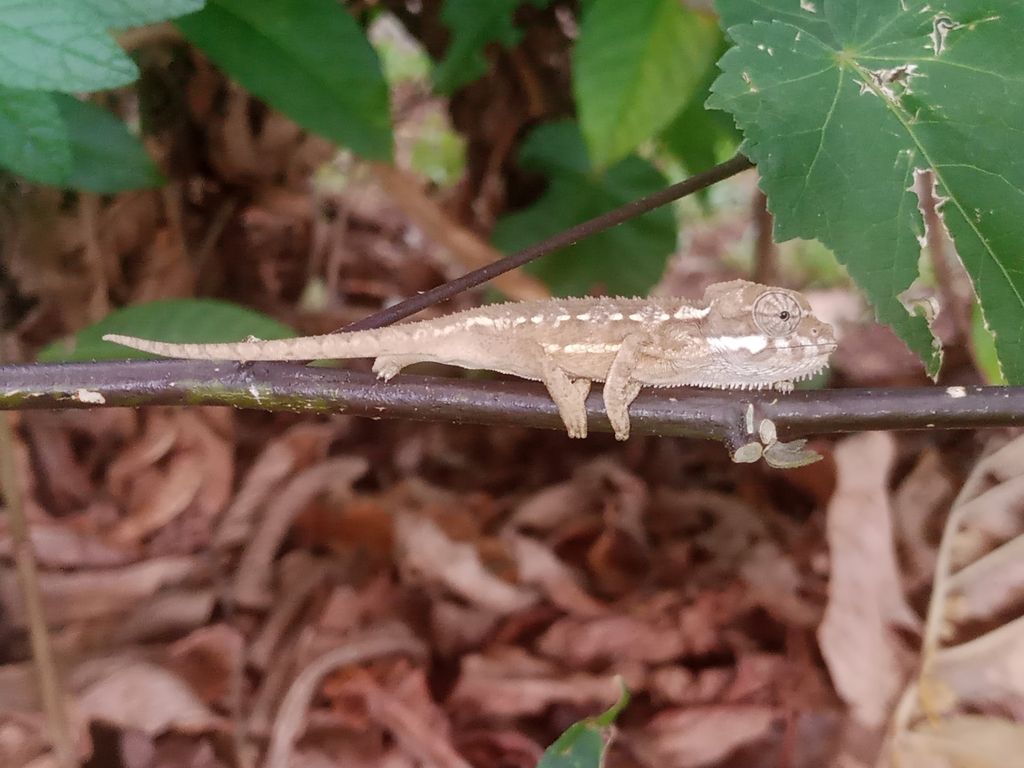 Helmeted Chameleon from VMGF+XPV, Riara Ridge, Kenya on March 8, 2024 ...