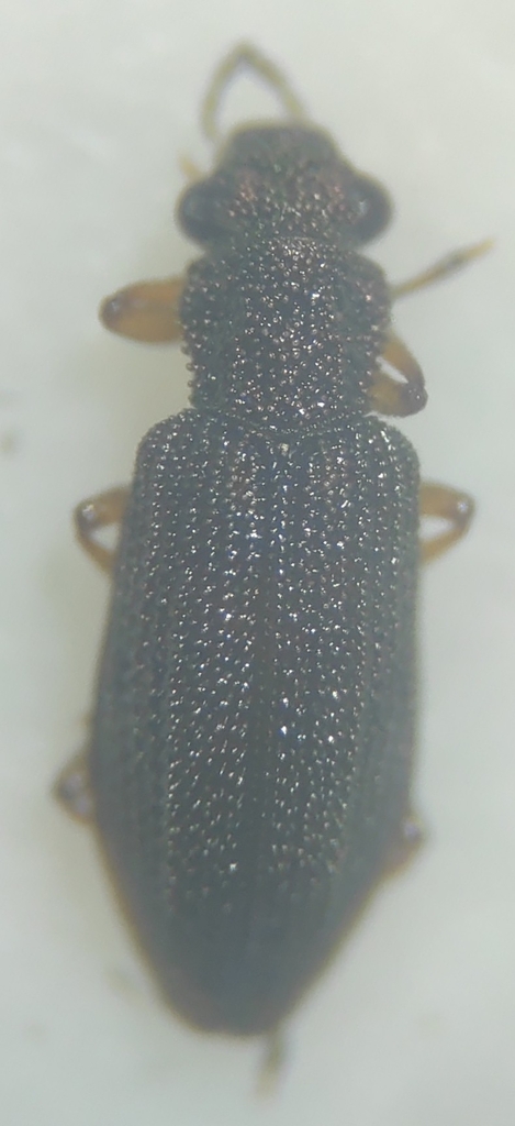 Hydrochus from Trentham East VIC 3458, Australia on March 10, 2024 by ...