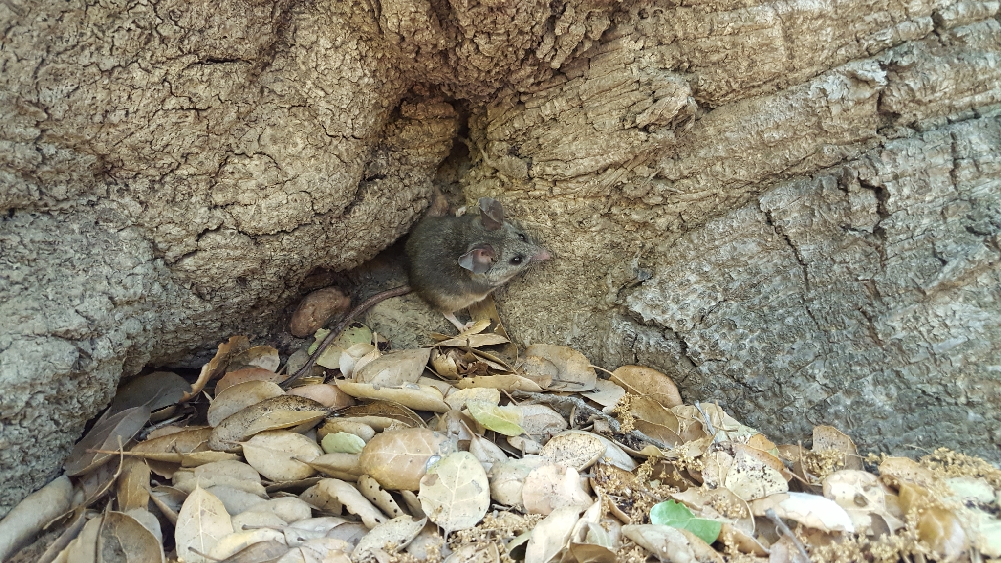 Peromyscus eremicus (Baird, 1857)