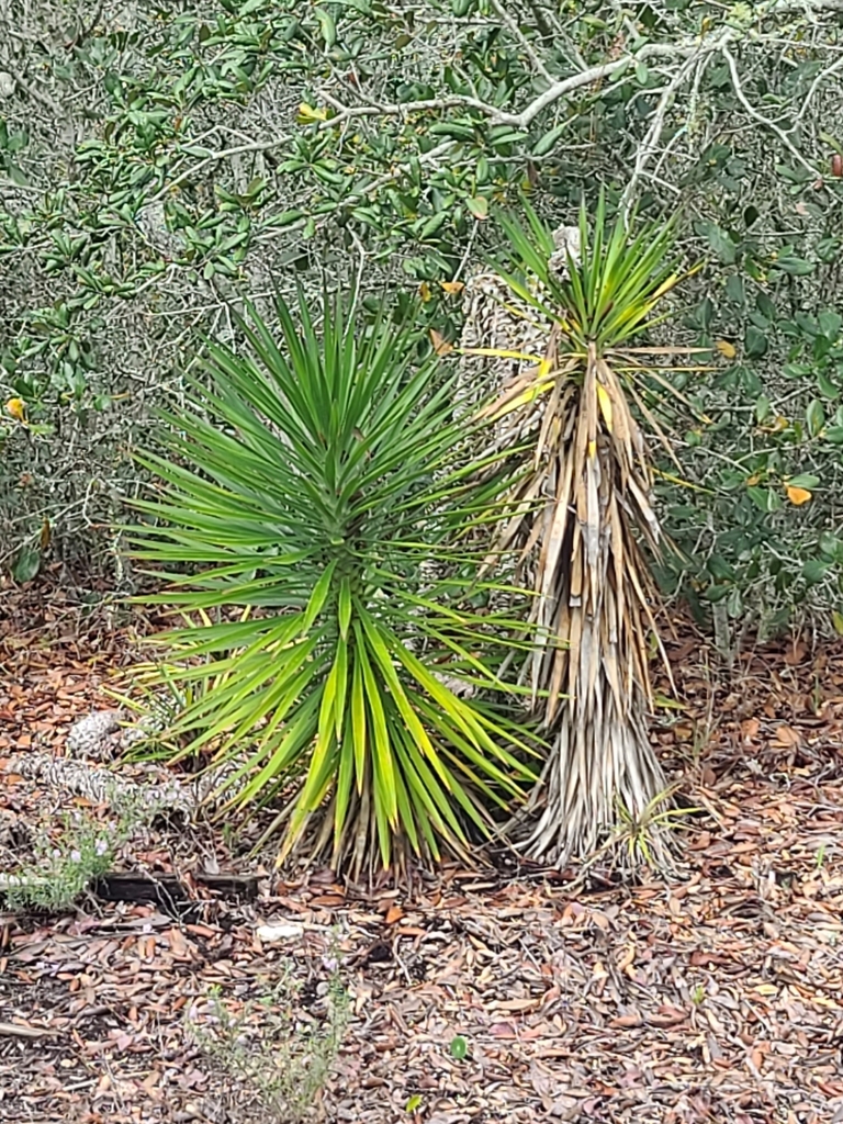 Aloe Yucca from Jeff Friend Trail, Bon Secour National Wildlife Refuge ...