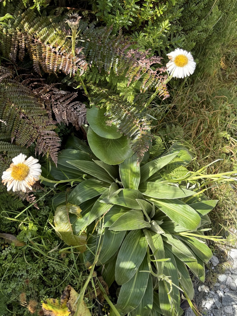 Large Mountain daisy from Fiordland National Park, Fiordland National ...