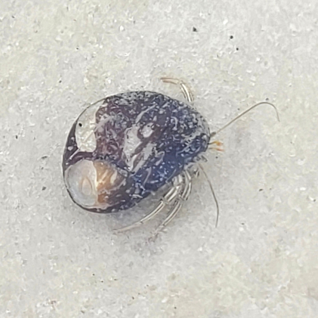 Thinstripe Hermit Crab from Jeff Friend Trail, Bon Secour National ...