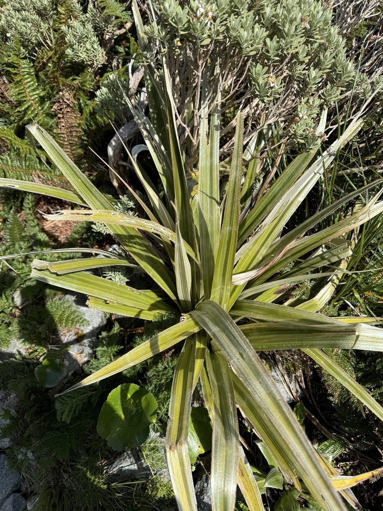 Astelia nivicola nivicola from Fiordland National Park, Fiordland ...