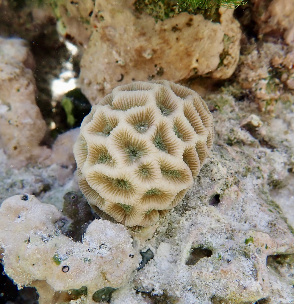 Coelastrea palauensis in November 2021 by sand13d · iNaturalist