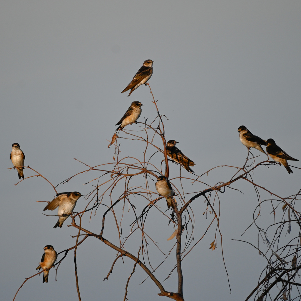 Tree Martin (Petrochelidon nigricans) - Avian Discovery